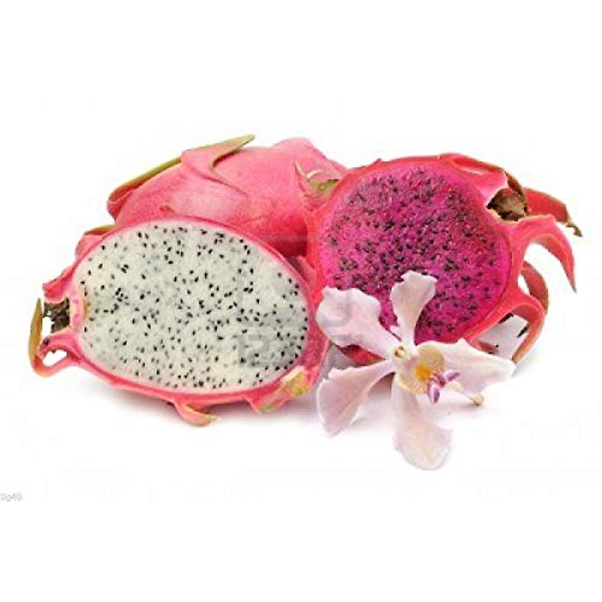 1214-Dragon Fruit, Mixed Red-White (Pitaya Blanca,roja) Seeds by Robsrareandgiantseeds UPC0764425788676 Non-GMO,Organic,Historic Plants, Bonsai, Tropical Fruit,Cactus, Betacyanins Package of 15 Seeds