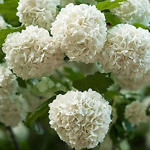 Old Fashion Snowball Viburnum Plant Live, White Snowball Bush Plant from 8 Inc Tall 4 Inc Pot for Planting