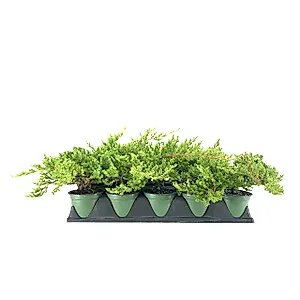 Dwarf Japanese Garden Juniper | 1 Live 4 Inch Pot | Juniperus Procumbens Nana | Drought Tolerant Evergreen Groundcover | Great Plants for Bonsai