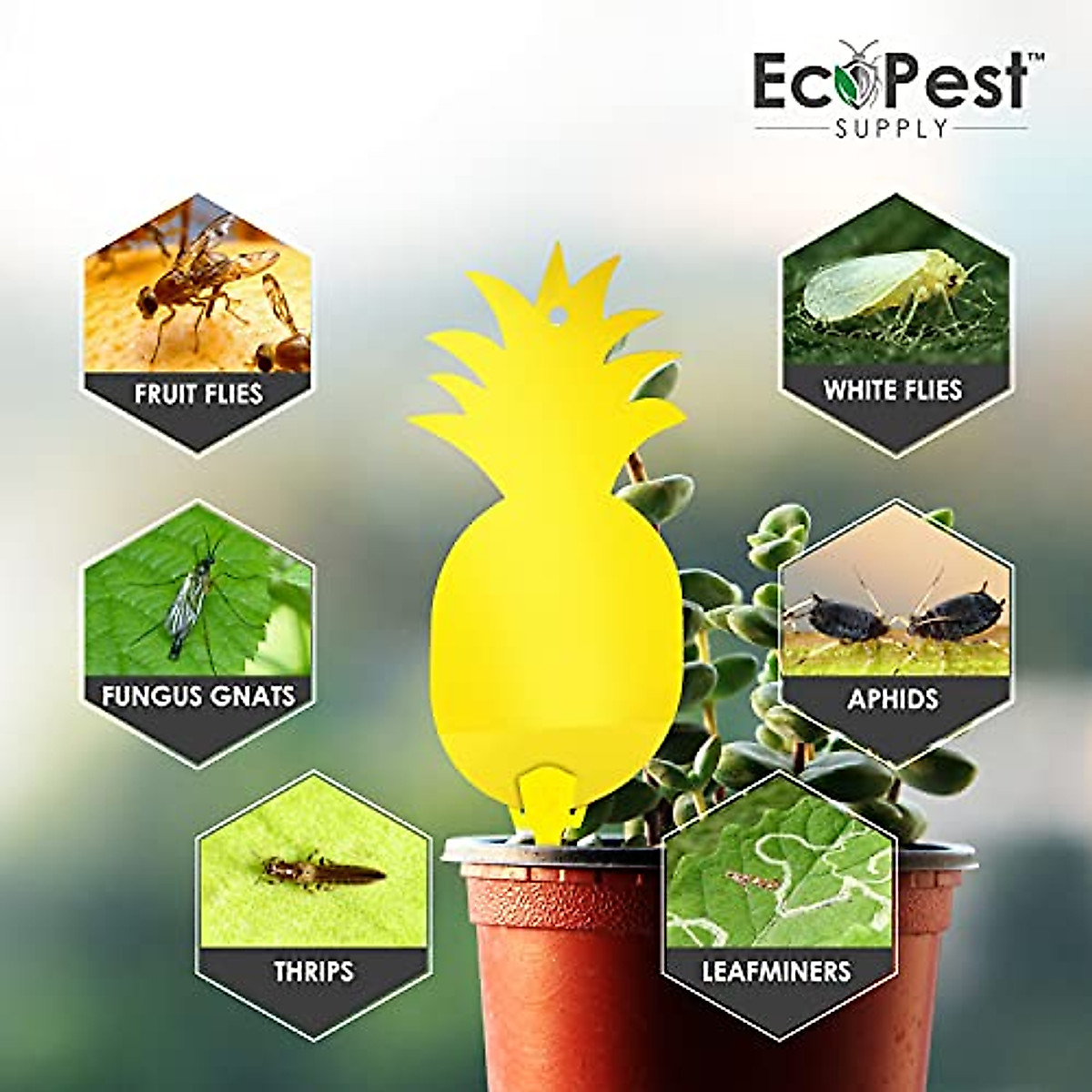 Sticky Fruit Fly and Gnat Traps – 12 Pack | Yellow Fly Paper Trap for House Plants and Gnat Sticky Traps for Fruit Flies, Fungus Gnats, and Other Flying Insects | Indoor and Outdoor Fly Tape