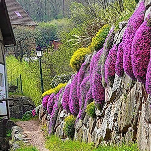 Dichmag 5000+ Red Carpet Creeping Thyme Ground Cover Plant Seeds Perennial- Non-GMO&Heirloom Flower Thyme Seeds for Planting