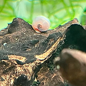 10 Live Ramshorn Snails by Dylfinds for Freshwater Aquarium/Pond Colony Start Clean-up Crew Planorbella Duryi (Bubblegum Pink)