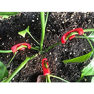 HMG 90 Degree Plant Bender (35 Pack) for Low Stress Training (LST) and Plant Training