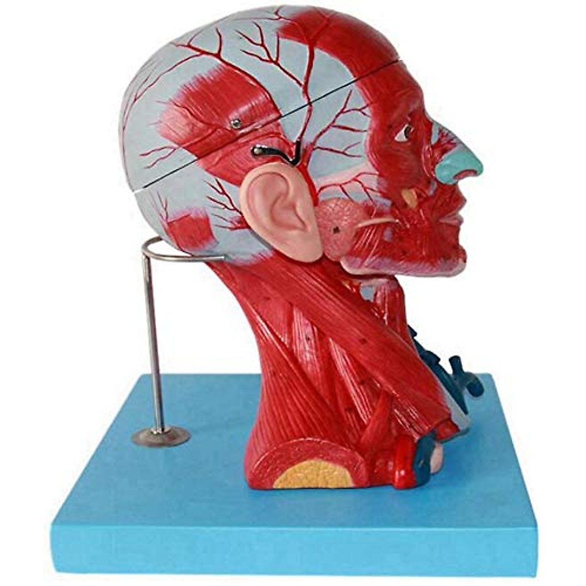 Medical Human Head and Neck Muscle Blood Vessel Model, Brain Anatomical Model Neurovascular Neurology Teaching Specimen