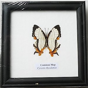 FRAMED REAL BEAUTIFUL THE COMMON MAP BUTTERFLY DISPLAY INSECT TAXIDERMY 5"X5"X1"