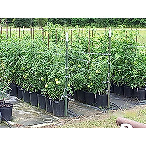IRRIGATION-MART 6300FT Tomato Tying Garden Twine