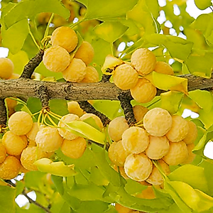 QAUZUY GARDEN 100 Rare Ginkgo Biloba Seeds, Gingko, Fossil Tree, Maidenhair Tree, Yinhsing Seeds - Showy Bonsai Accent Specimen Plant Tree & Great Gardening Gift