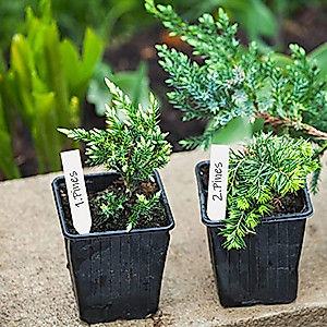 Foraineam 1000 Pcs 4 Inches Plant Labels Plastic Plant Tags Nursery Garden Labels Pot Marker Garden Stake Tags