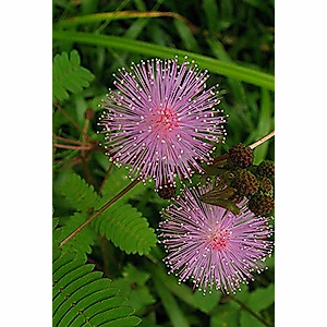 NIKA SEEDS - Flowers Sensitive Plant Pink (Mimosa) - 25 Seeds