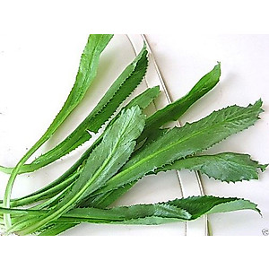 Culantro Seeds,Recao,A.K.A;Vietnamese Coriander,Thai Parsley,ngo gai,Shadon beni