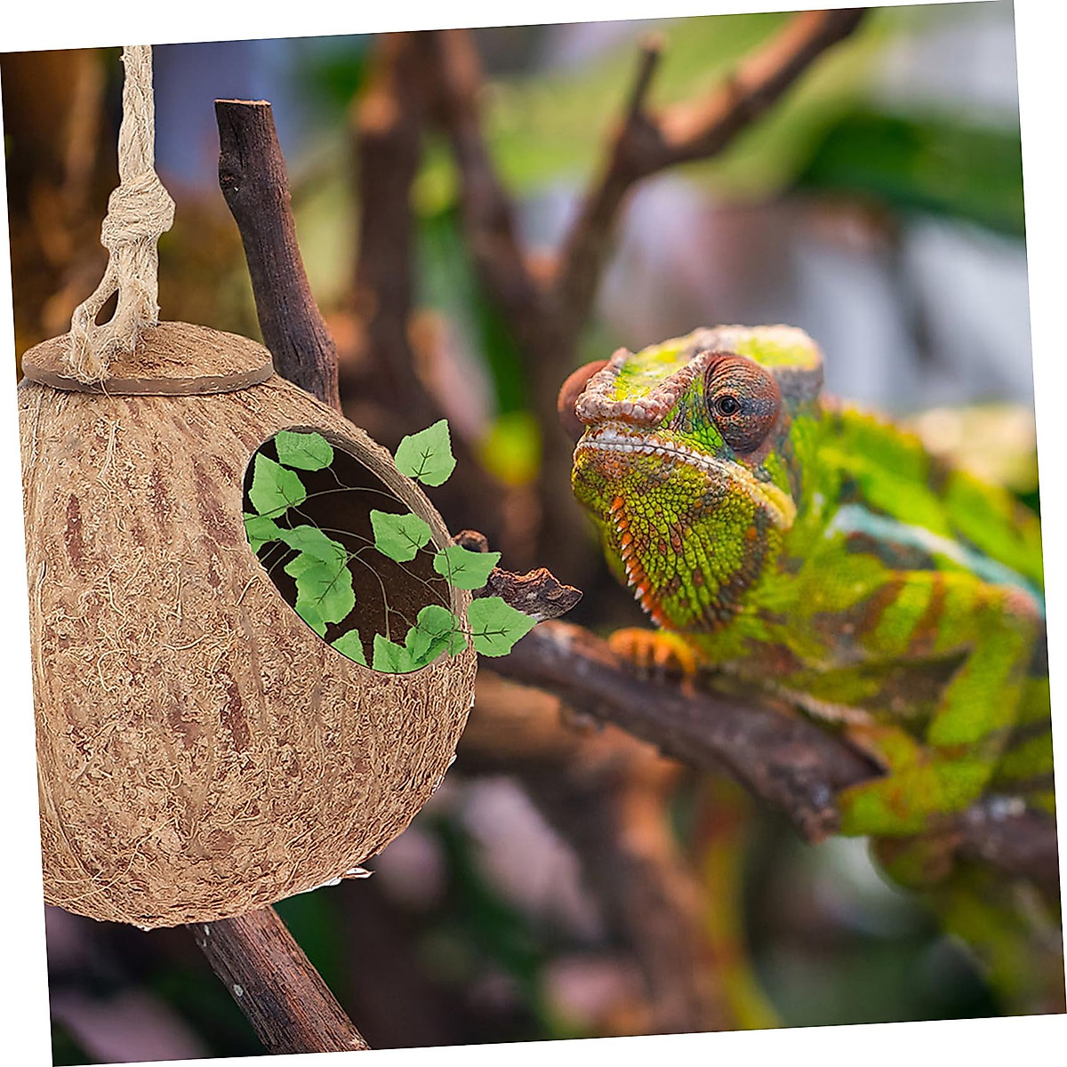 TEHAUX 4pcs Lizard Coconut Nest Pet House Natural Pigeon Bird House Crested Gecko Hide Parrot Cage Cages Bird Hut Pet s Coconut Shell Reptile Pet Nest Bird Cage Rope Hamster