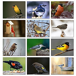 Small World Greetings Song Bird Note Cards With Identification Card 12 Count-Blank Inside with White Envelopes-A2 Size 5.5" x 4.25"-Bird Stationery-All Occasion-Birthday, Thank You, and More