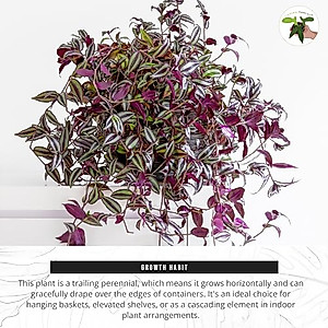 California Tropicals Dark Desire Tradescantia Live Plant - Unique Corner Houseplants for Easy Indoor Air Purification, Gardens & Home Decor Gifts - Potted Tiny Houseplants, 4 inch Pot