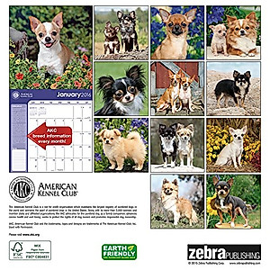 Chihuahuas American Kennel Club 2016 Wall Calendar