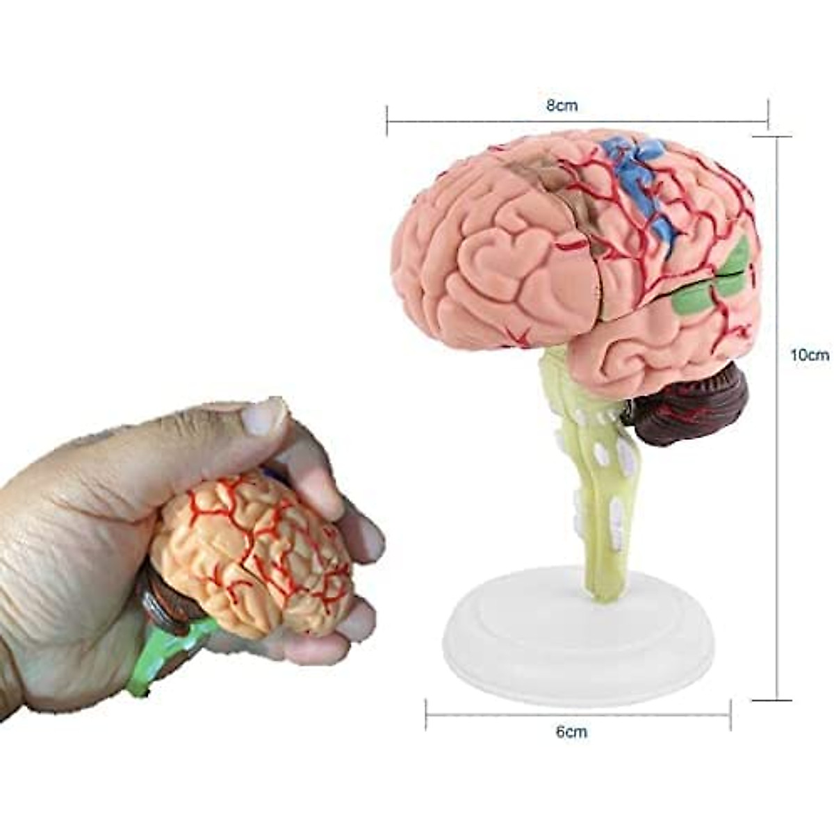 Disassembled Human Brain Model Structural Anatomy Medical Teaching Learning Tool