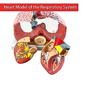 Veipho Human Lung Model, Respiratory System Model with 51 Parts Indication Signs, 7 Removable Parts Life Size Lung Model, Lung Anatomical Model, Includes Heart and Throat & Base and Chart