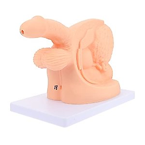 Catheter Anatomy Teach Set 1pc Simple Male Catheterization Model Display Men Catheterization Useful Model Body Catheterization Model