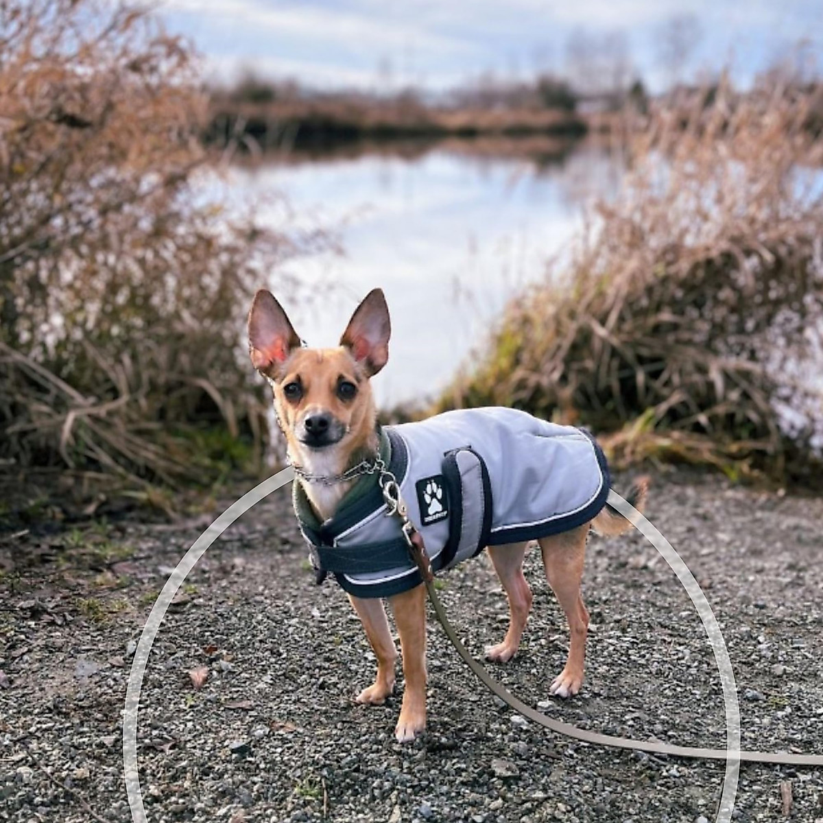 Kimberland Collars Clasp 2.25mm Stainless Steel Low Pro Dog Training Collar for Medium-Large Breeds | 16” Micro Prong Collar for Dogs 26lbs & Up | No-Pull Collar | Dog/Puppy Training & Behavior Aid