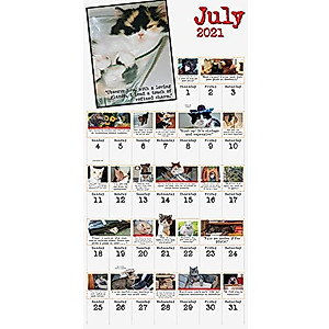 Bad Cat Wall Calendar 2021
