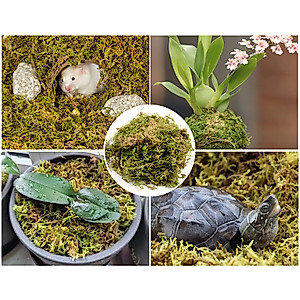 O-FarFarm Dried Forest Moss for Plants 5.3oz / 3qt, Green Orchid Sphagnum Moss, Long Fibered Dried Moss for Succulents Garden Flowers Pot and Reptiles