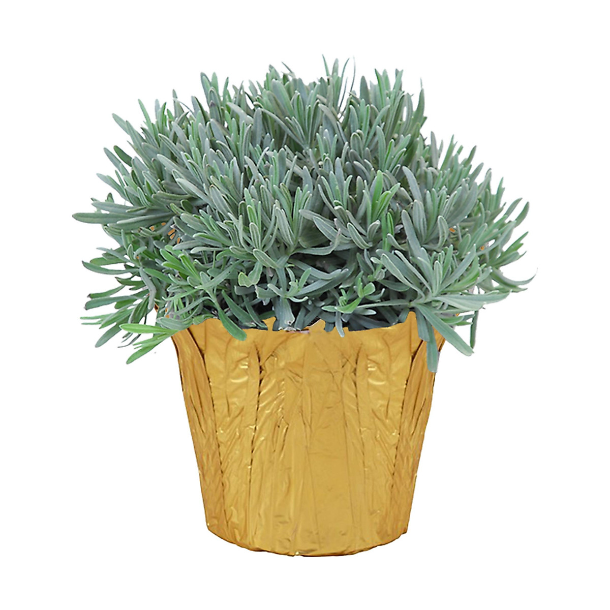 Live Aromatic and Healthy Herb - Lavender, Improves Sleep Quality, Wrapped in Deco Cover, 14" Tall by 6" Wide in 1.25 Quart Pot