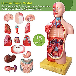 Newest 2023 Human Body Model for Kids,11 inch 15 Pcs Removable 3D Human Torso Anatomy Model with Heart Brain Skeleton Head Model for Medical Student Learning,Education Display,with Wooden Base,Ages 4+