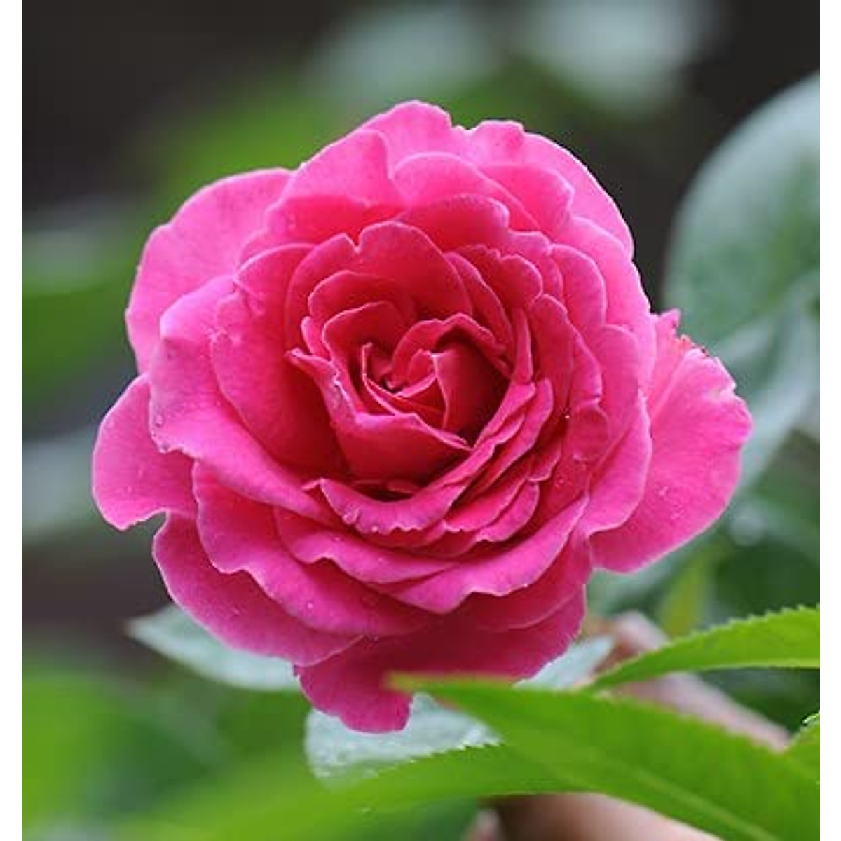 Etivel China Musk Perfume Essense Alcohal Free China Musk Perfume Oil Vegan Cruelty Free Paraben Free Sulfate Free Long Lasting TSA Ready