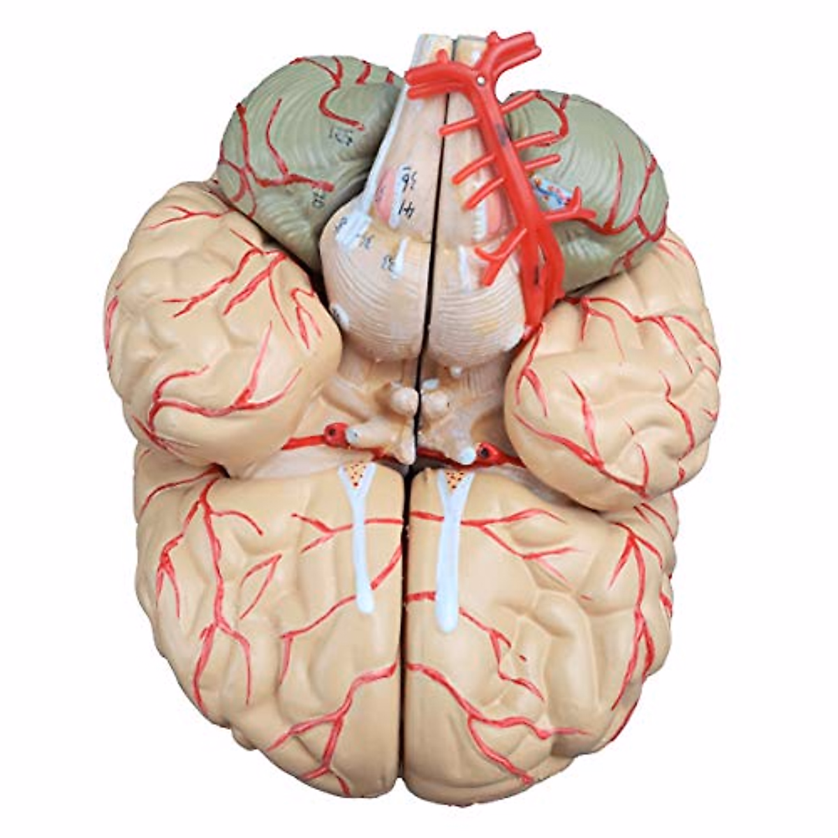Vision Scientific VAB443 Life Size Human Brain with Arteries - 9 Parts | Shows Frontal, Parietal, Temporal & Occipital Lobes | Half of Brain Stem, Half of Cerebellum, Brain Arteries | Product Manual
