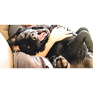 Dog Eye Rinse - Dog Ultra Vitamins - Veterinarian Recommended - Immune Support - Hair Skin Eyes and Bones Support - Dog Vitamins for Skin and Coat - 1 Bottle (90 Treats)