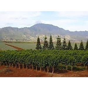 Hawaii's 1st Coffee Store - Kona Pure Ecstasy in Keurig Compatible Cups (12 ea. per pack)