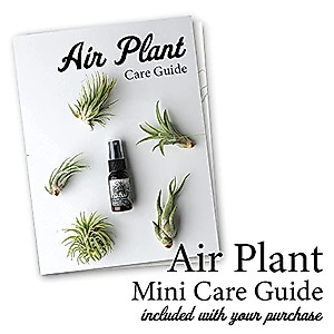 Cute Farms Tillandsia Air Plant Fertilizer | Gentle Weekly Use Formula Plant Food with Care Guide | Formulated Nutrients for Air Plants (8 oz. Spray Bottle)