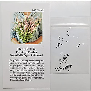 David's Garden Seeds Flower Celosia Flamingo Feather 1543 (Multi) 100 Non-GMO, Heirloom Seeds