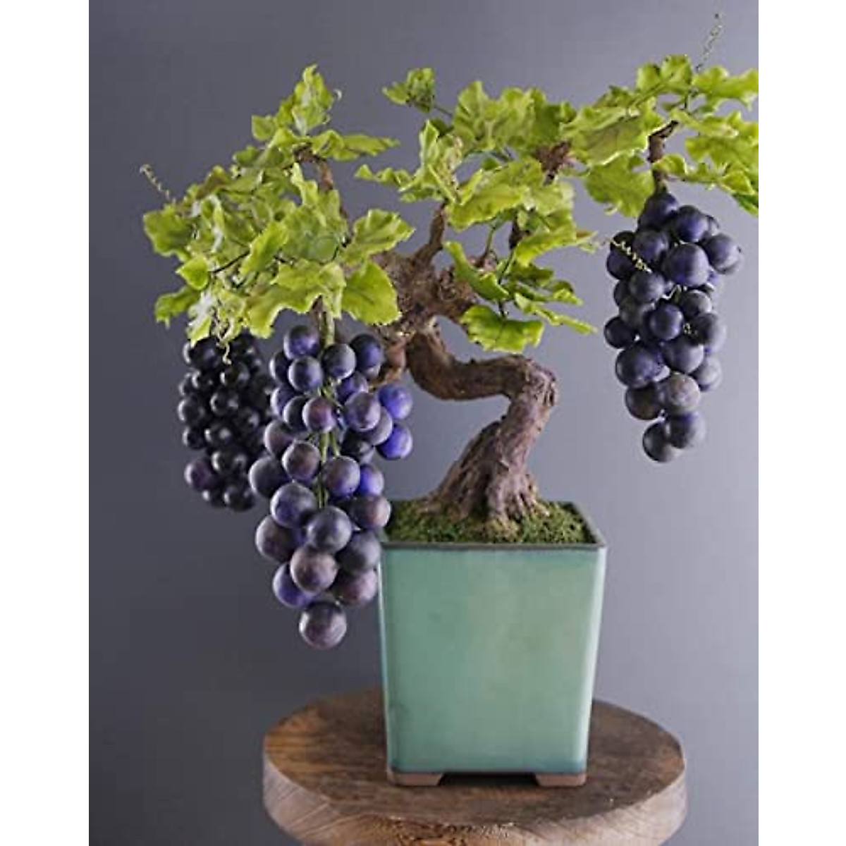 Grape Bonsai Tree Seeds for Planting - 50+ Seeds - Ships from Iowa, USA