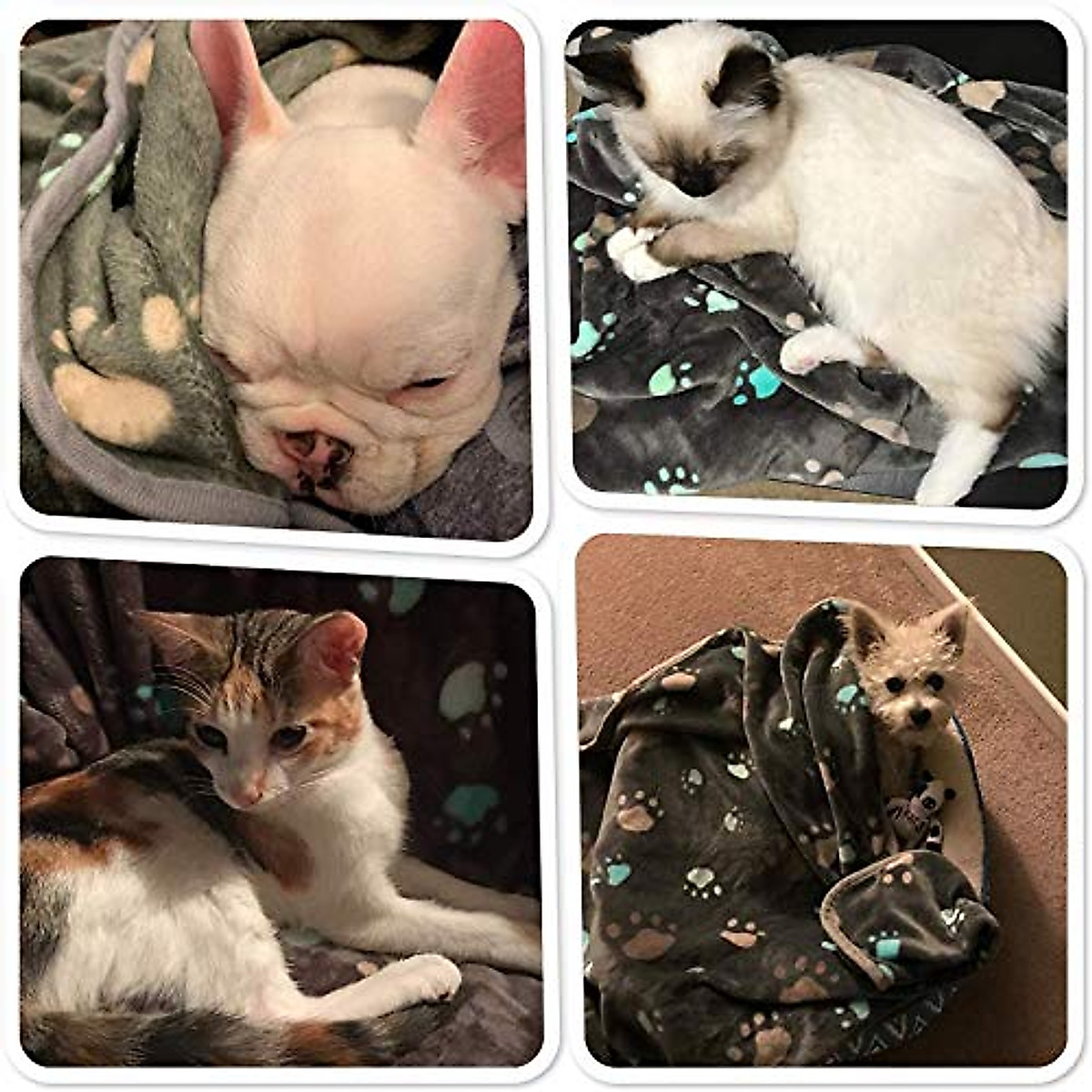 Allisandro 350 GSM-Super Soft and Premium Fuzzy Flannel Fleece Pet Dog Blanket, The Cute Print Design Washable Fluffy Blanket for Puppy Cat Kitten Indoor or Outdoor, Grey, 40 x 32 Inches