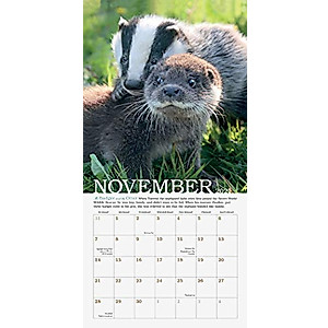 Unlikely Friendships Mini Wall Calendar 2021