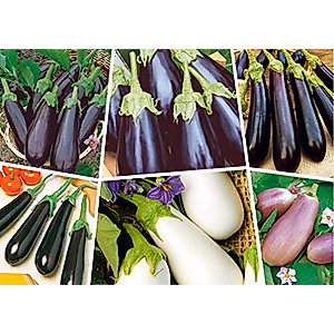 Seeds4planting - Seeds Eggplant Aubergine Long Mix Rare Thai Heirloom Vegetable Non GMO