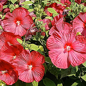 QAUZUY GARDEN 10 Red Swamp Hibiscus Seeds Scarlet Rosemallow Perennial Hardy Exotic Plant Bonsai Seeds Easy to Grow Low-Maintenance Attract Pollinators