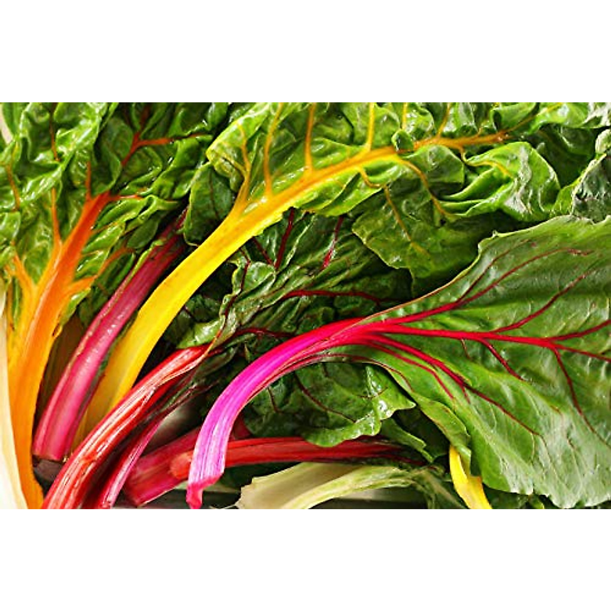 Rainbow Swiss Chard Seeds, 300+ Heirloom Seeds Per Packet, (Isla's Garden Seeds), Non GMO Seeds, Botanical Name: Beta vulgaris subsp. cicla