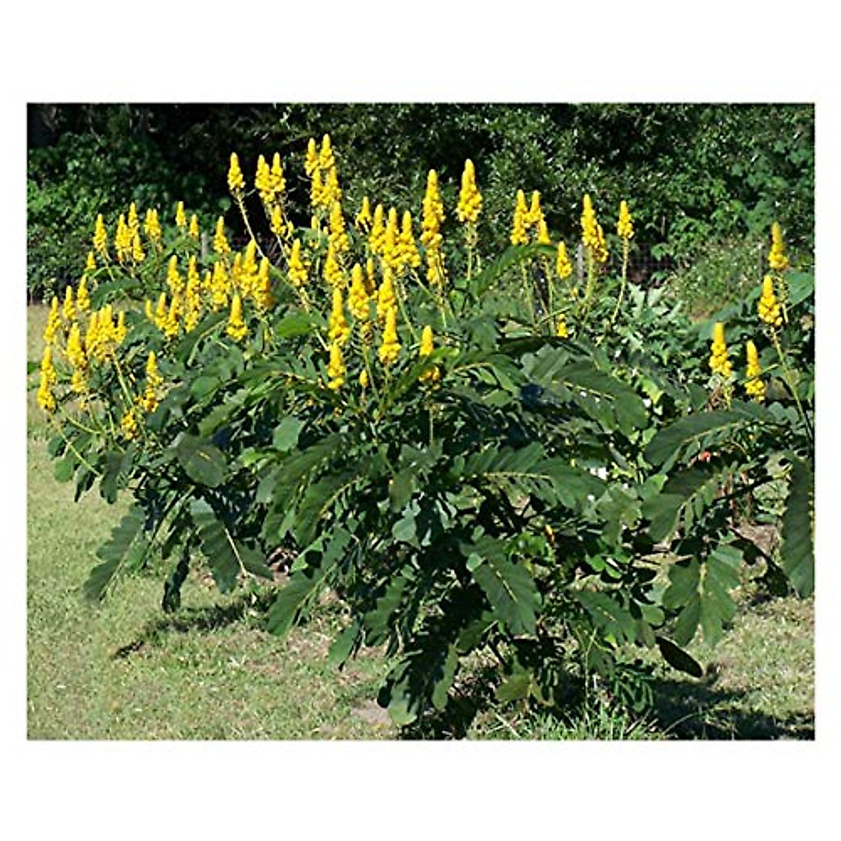 Cassia Alata/Candlestick/Candelabra Bush Seeds. Butterfly Garden. Butterfly Host Plant. Magnificent Yellow Flowers! Fast Growing shrubs. Grown in/Shipped from USA. (20+ Seeds)