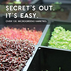 Endive Seeds for Planting - Witloof Chicory - 2 g 450 Seeds - Non-GMO, Heirloom Endive Seeds - Home Garden Vegetable Seeds - Sealed in a Beautiful Mylar Package for Extended Shelf Life