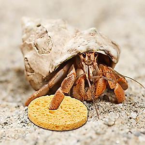 12 Pieces Hermit Crab Sponges Pet Crab Sea Sponges Unbleached Hermit Crab Supplies Sponge Provide Nutrients Crab Sponges Hermit Crab Accessories for Maintaining Hermit Crab Tank Humidity Supplies