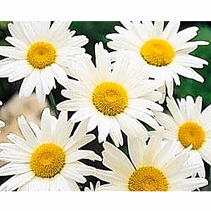 Shasta Daisy Alaska Nice Garden Flower Seeds (1/4 Lb Seeds)