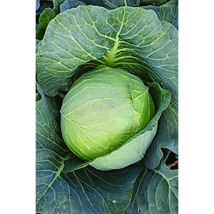 Burpee Brunswick Cabbage Seeds 260 seeds