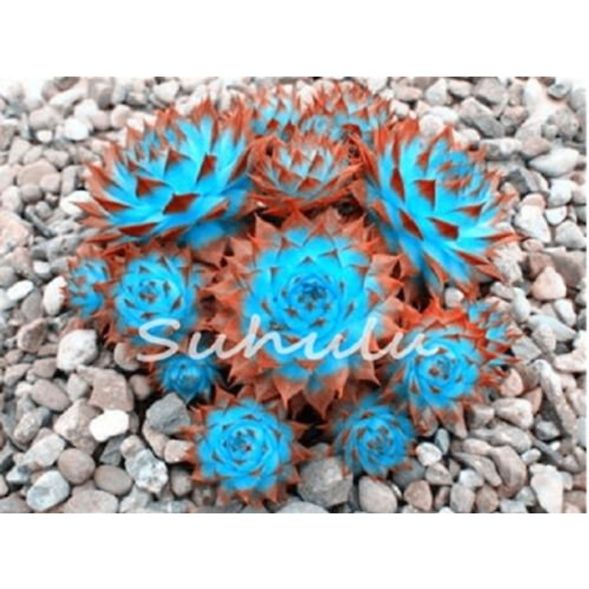 200 pcs Hens And Chicks Succulent Mix Seeds (Sempervivum Hybridum) Bonsai Plant