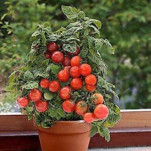 NIKA SEEDS - Vegetable Indoor Dwarf Tomato Santa Claus - 25 Seeds