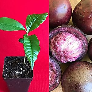 Caimito Purple Star Apple Chrysophyllum cainito Seedling Plant Potted Fruit Tree