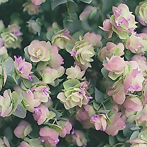 Ornamental Oregano Seeds Origanum 'Kirigami' Low-Growing Herbaceous Perennial Fragrant Dried Flower Arrangements Hanging Baskets Borders Rock Gardens 50Pcs Herb Seeds by YEGAOL Garden
