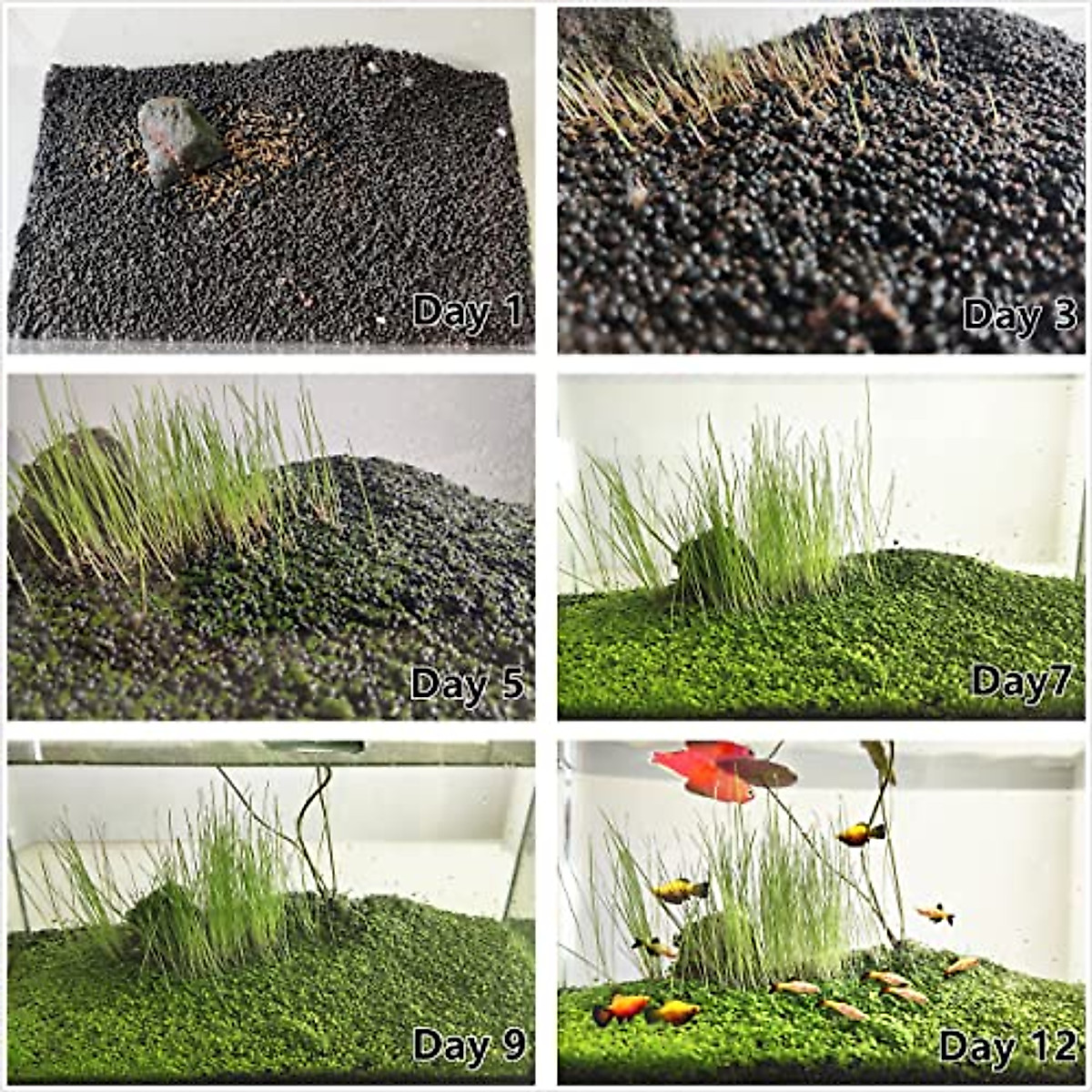 3 Fresh Water Live Plant Seeeds for Aquarium and Fish Tank, 3 Different Aquatic Plant Decor Water Grass Dwarf Mini Tiny Leaves Hair Grass Seeed (0.36ozTiny+0.36oz Long+0.36oz Short) qwe