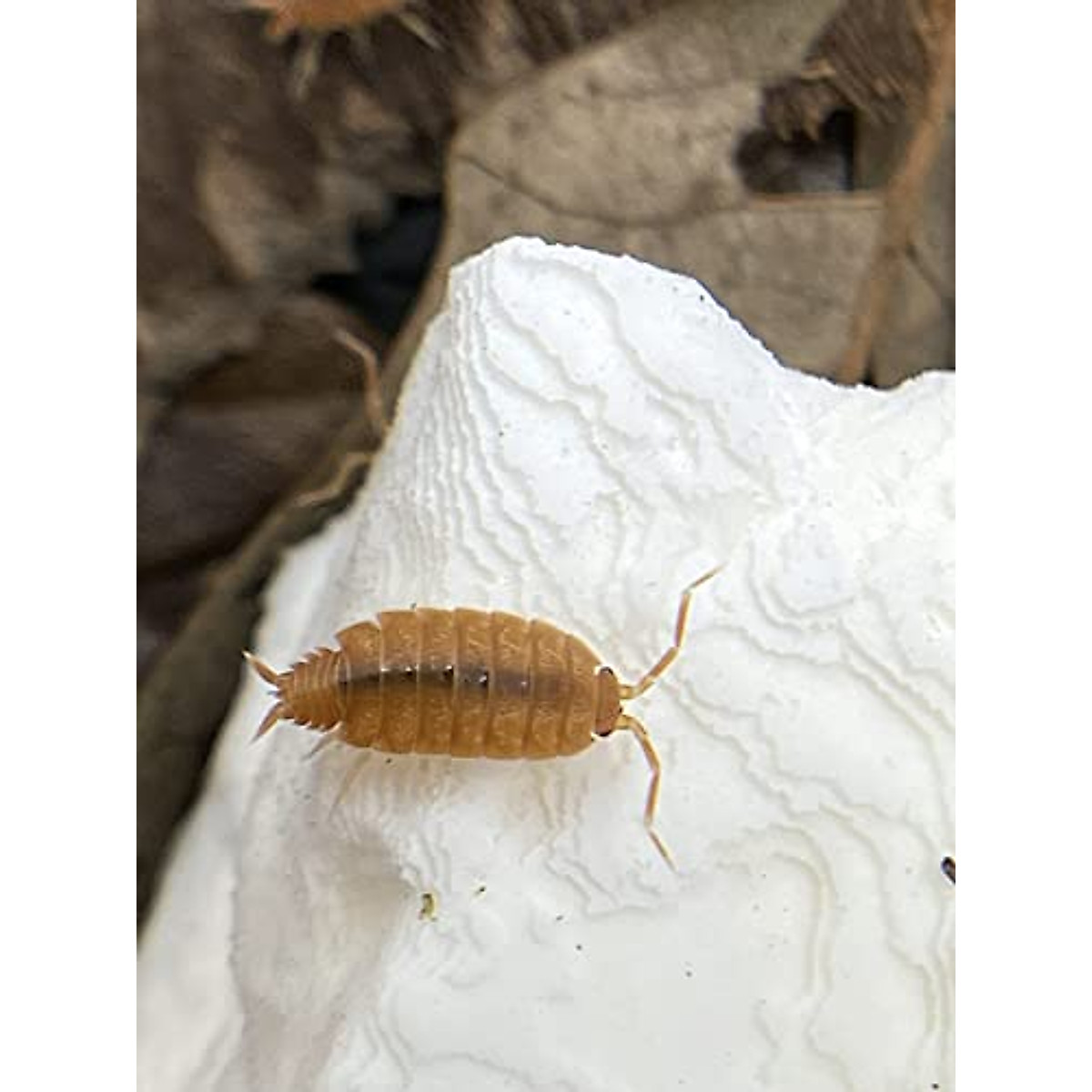 Isopod Depot Live Powder Orange Isopods Porcellionides Pruinosus Bioactive Cleanup Crew