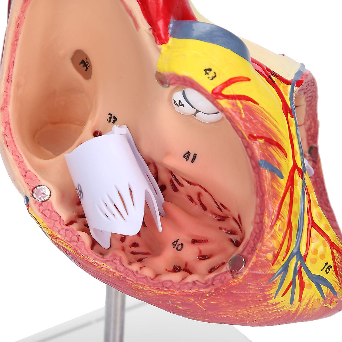 Brrnoo Human Heart Model 48 Anatomical Internal Structures, 2-Part Life Size Anatomically Accurate Numbered Heart Medical Model, 3 x Removable Parts for Teaching use